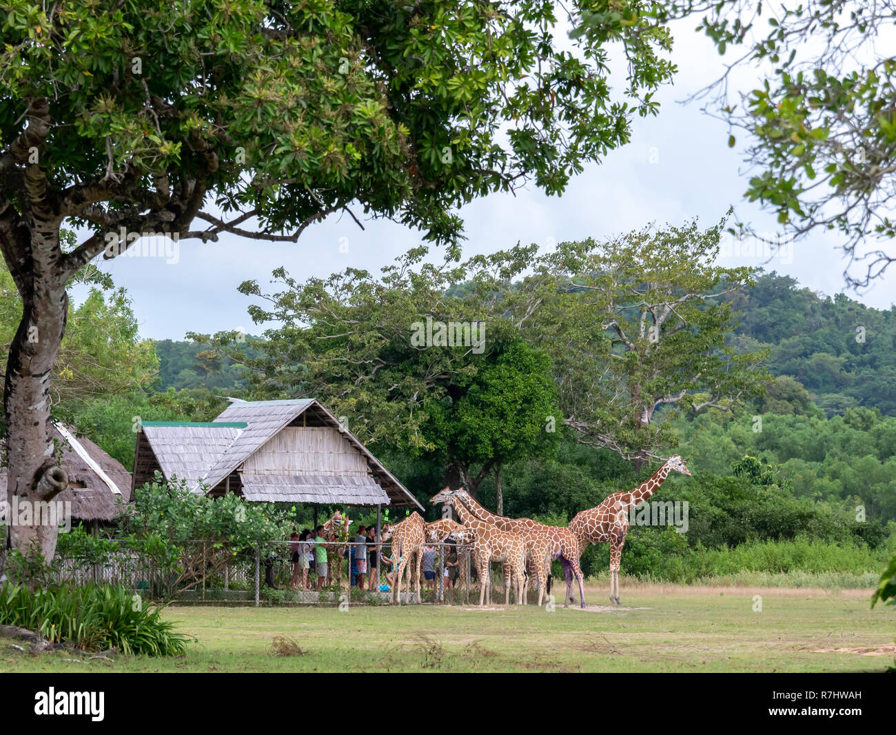 giraffe at Calauit Safari Park,Palawan, Philippines Stock Photo - Alamy