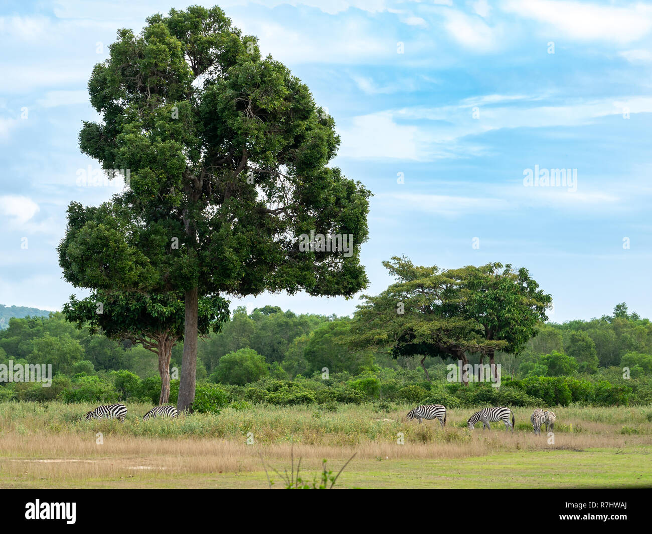 zebra at Calauit Safari Park,Palawan, Philippines Stock Photo - Alamy