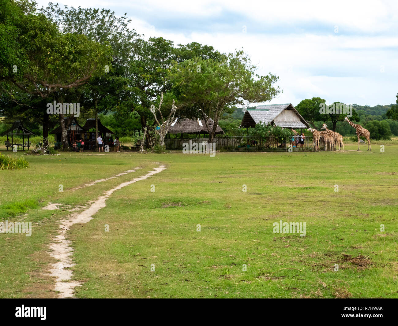 giraffe at Calauit Safari Park,Palawan, Philippines Stock Photo - Alamy
