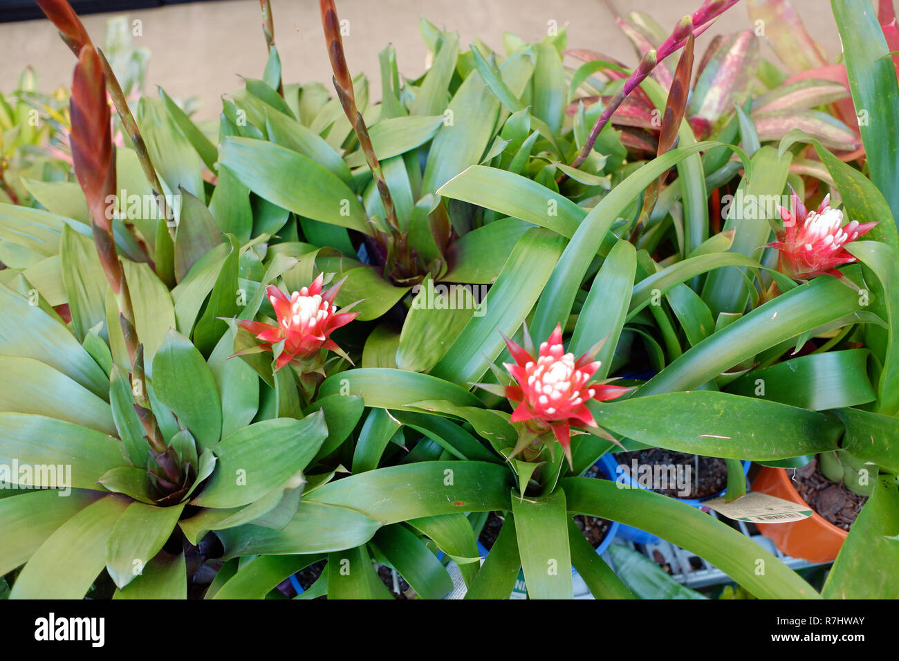 Flowering bromelaids hi-res stock photography and images - Alamy