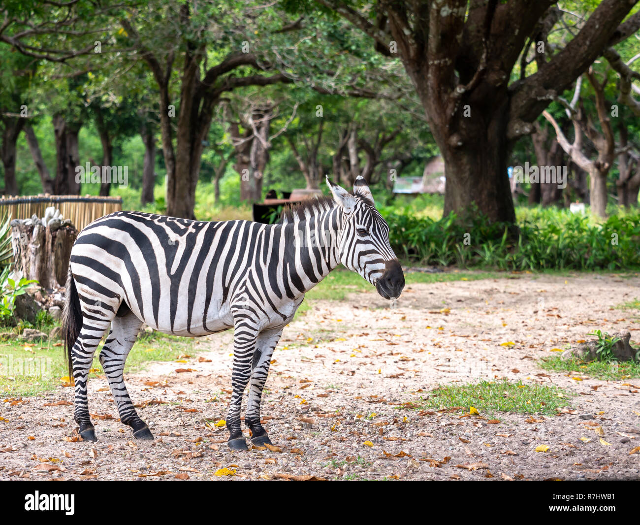 zebra at Calauit Safari Park,Palawan, Philippines Stock Photo - Alamy