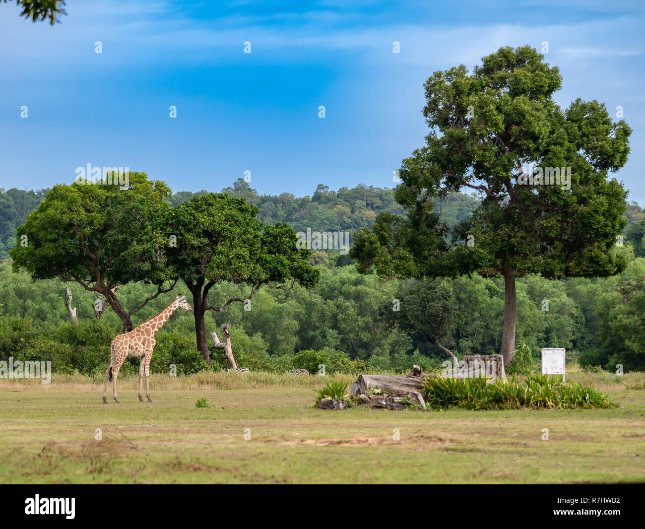 giraffe at Calauit Safari Park,Palawan, Philippines Stock Photo - Alamy