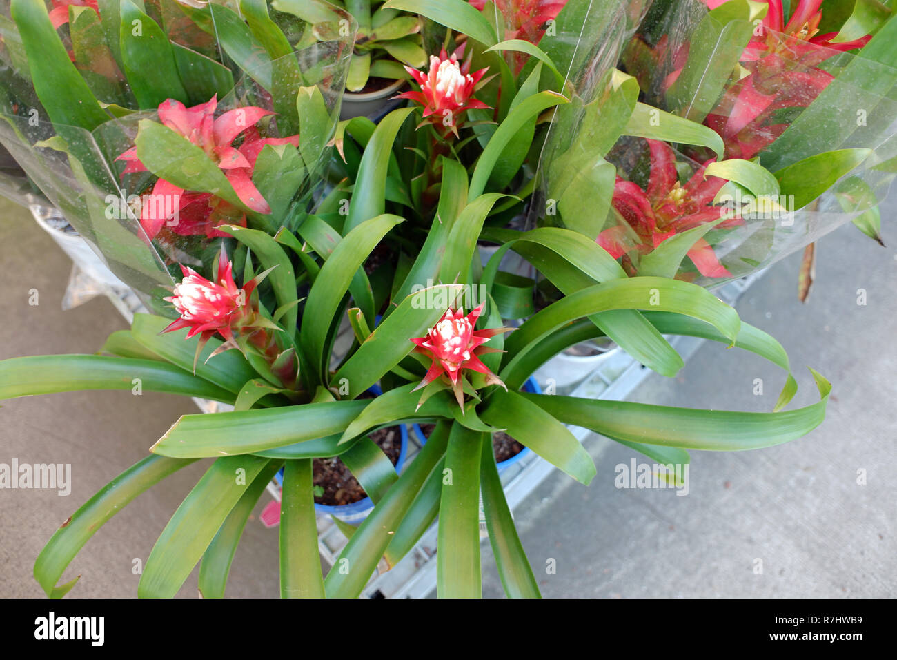 Flowering bromelaids hi-res stock photography and images - Alamy