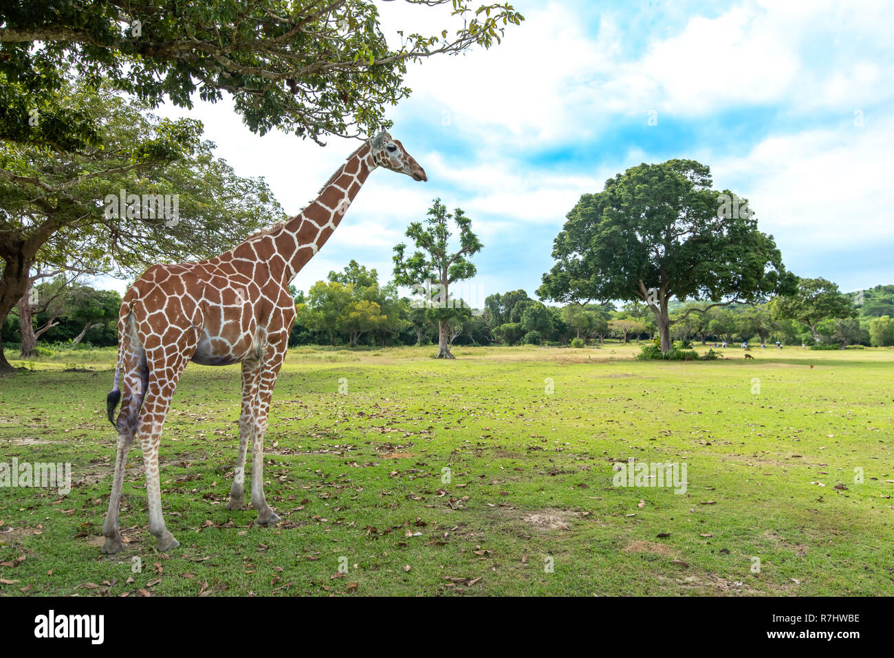 giraffe at Calauit Safari Park,Palawan, Philippines Stock Photo - Alamy