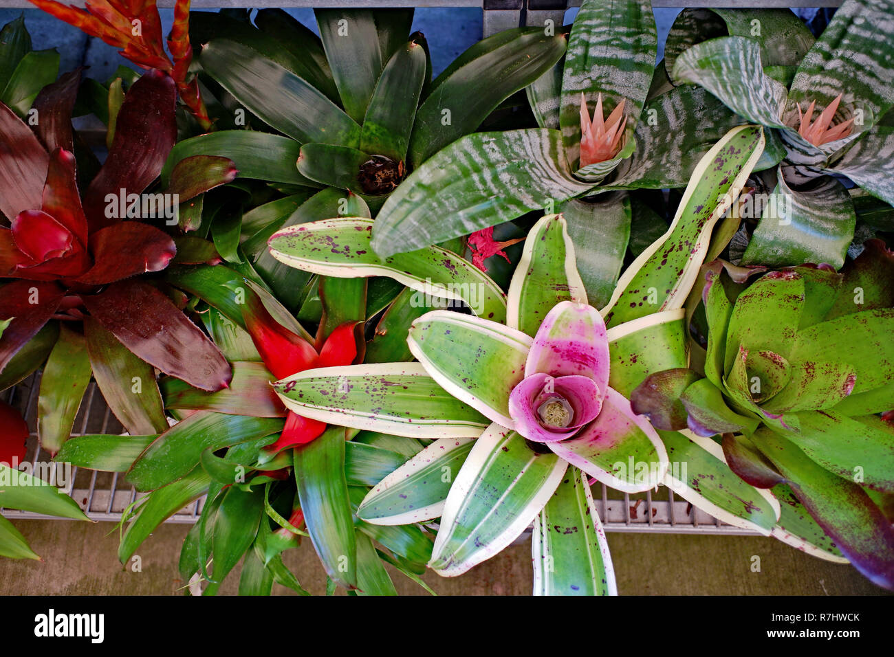 Members of the pineapple family hi-res stock photography and images - Alamy