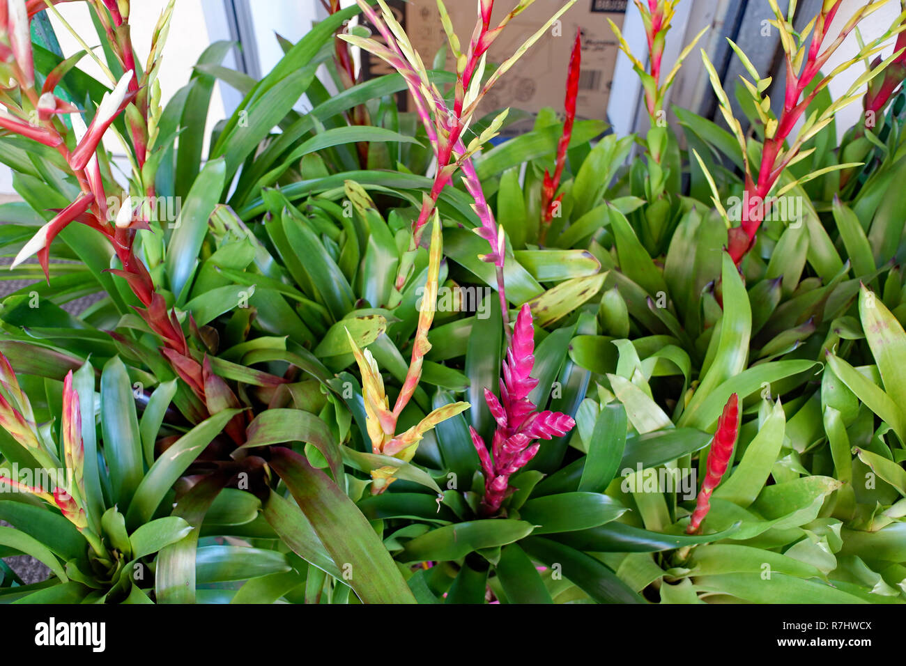 Beautiful australian bromeliads hi-res stock photography and images - Alamy
