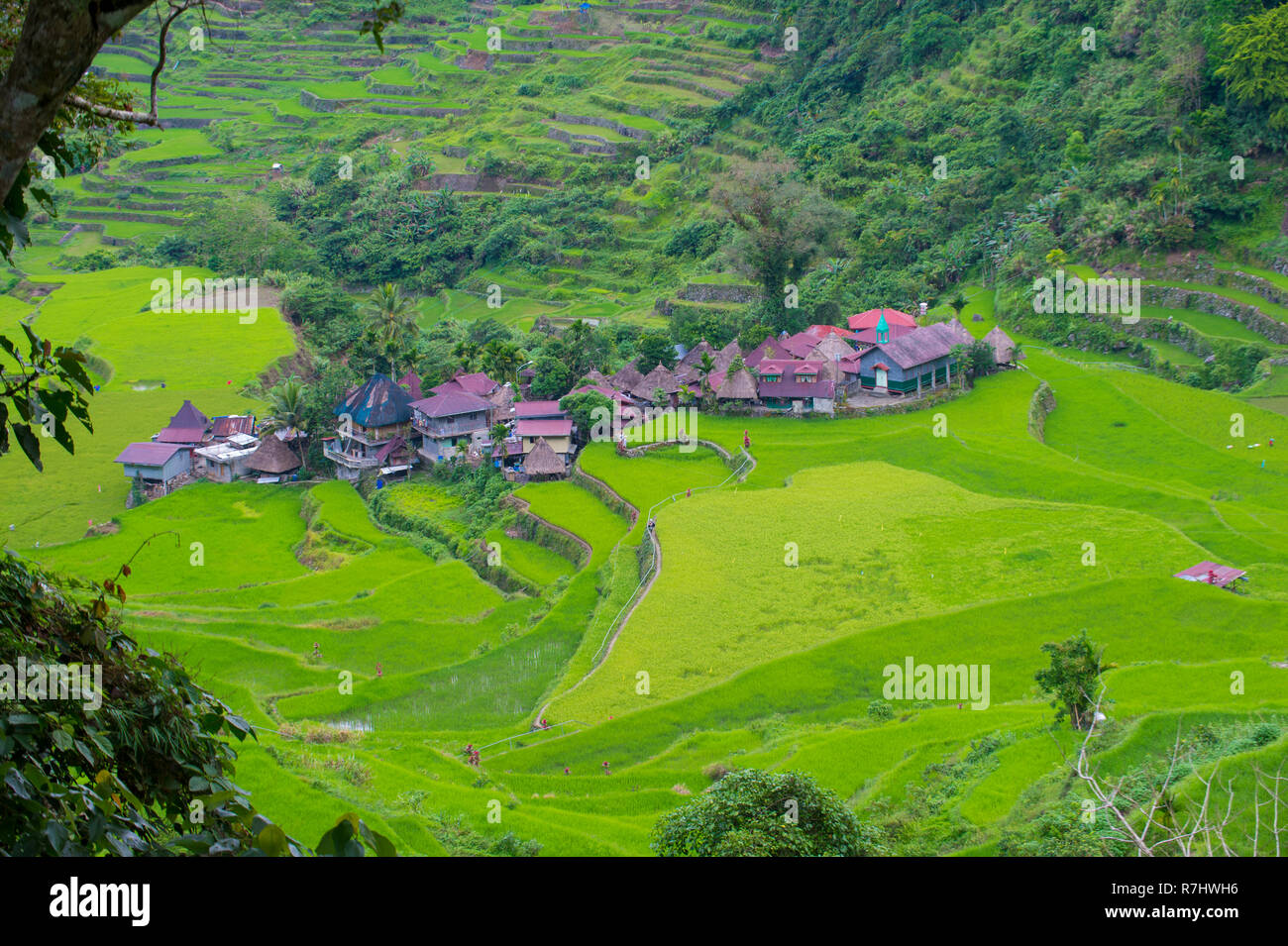 View of rice terraces fields in Banaue, Philippines. The Banaue rice ...