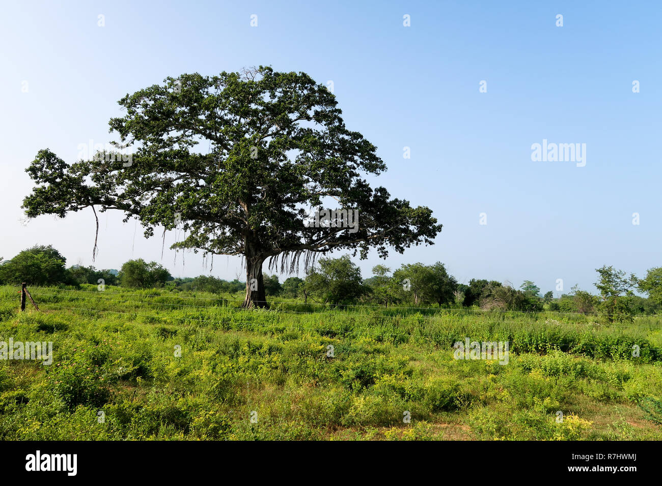 Savanna Tree seen in the udawalawe national park, sri lanka Stock Photo ...