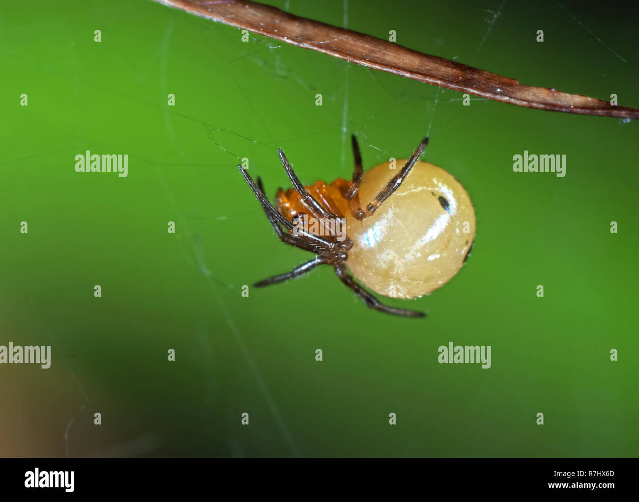 Pregnant Female House Spider