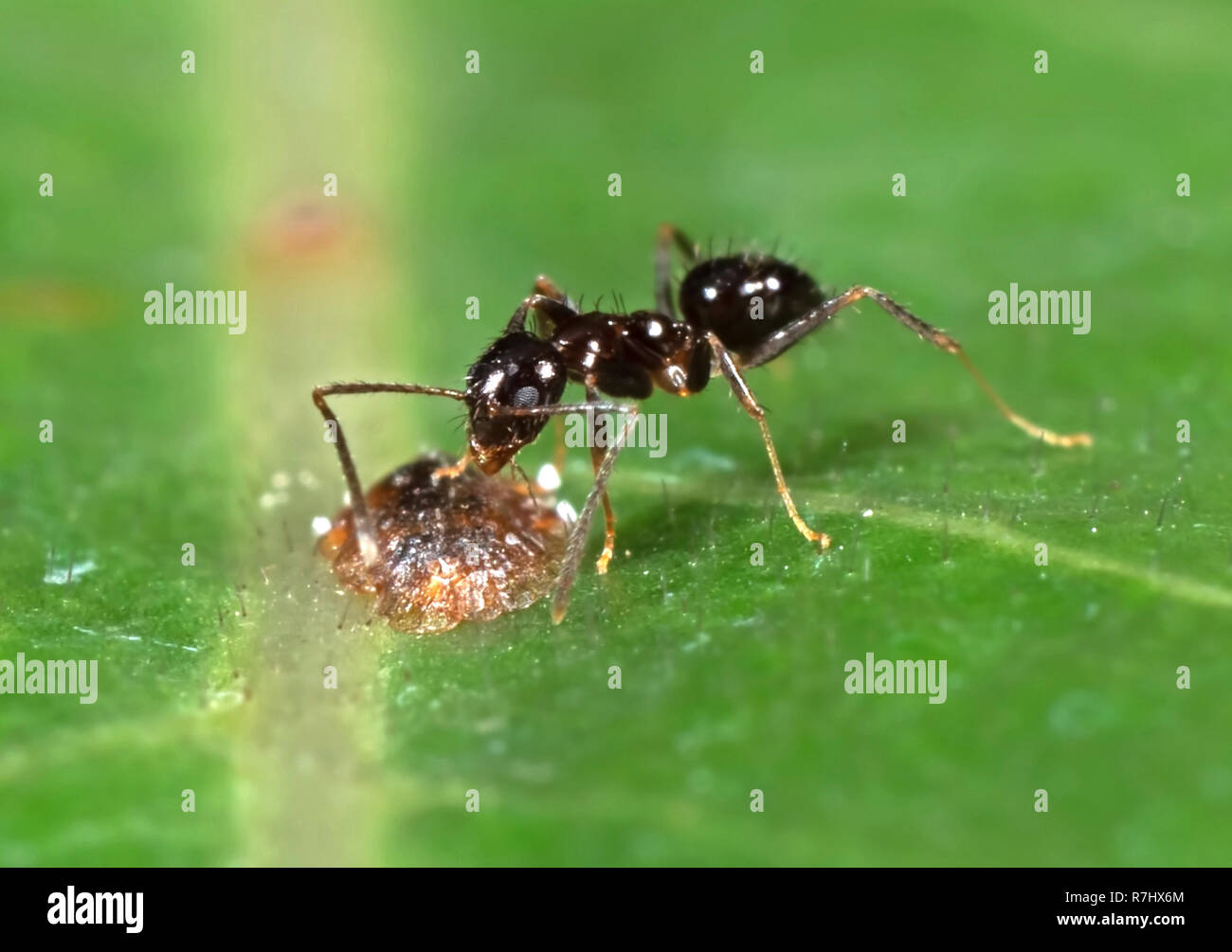 Closeup Tiny Black Garden Ant with Scale Insect on Green Leaf Stock ...