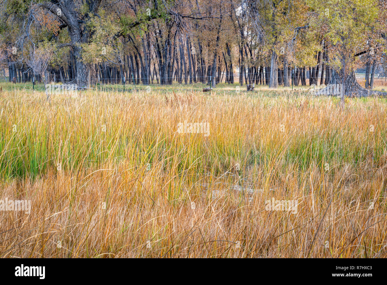 swamp, pasture, trees - rural landscape of northern Colorado along the ...