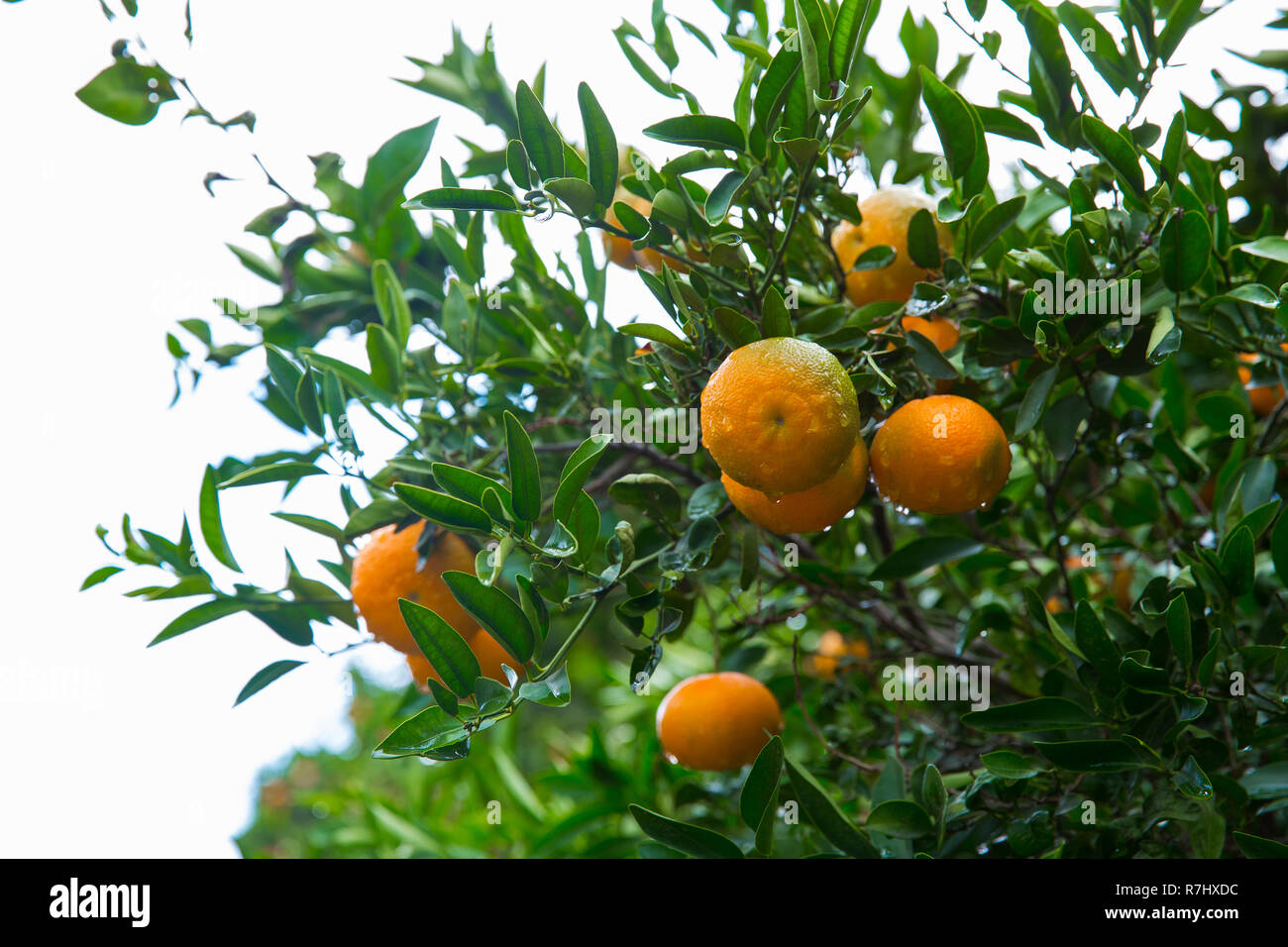 Mature growth orange trees hi-res stock photography and images - Alamy