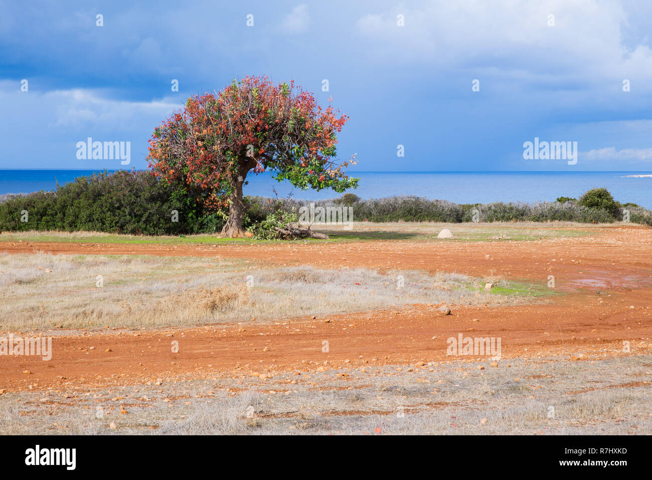 Paphos christmas tree hi-res stock photography and images - Alamy