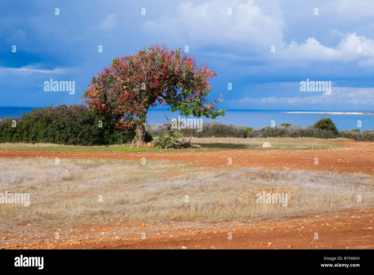 Paphos christmas tree hi-res stock photography and images - Alamy