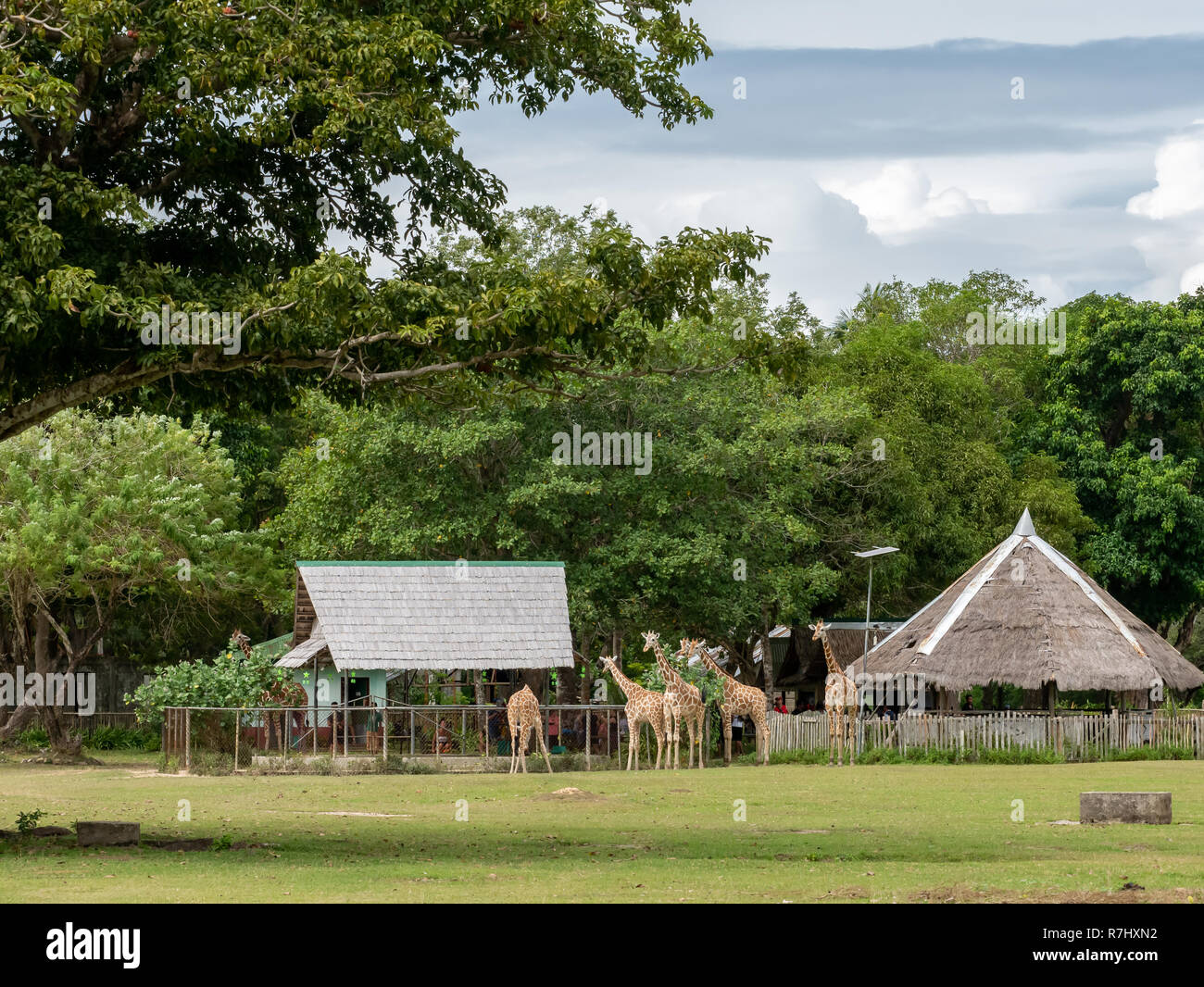 Nov 15,2018 Tourists feeding the giraffe at Calauit Safari, Palawan ...