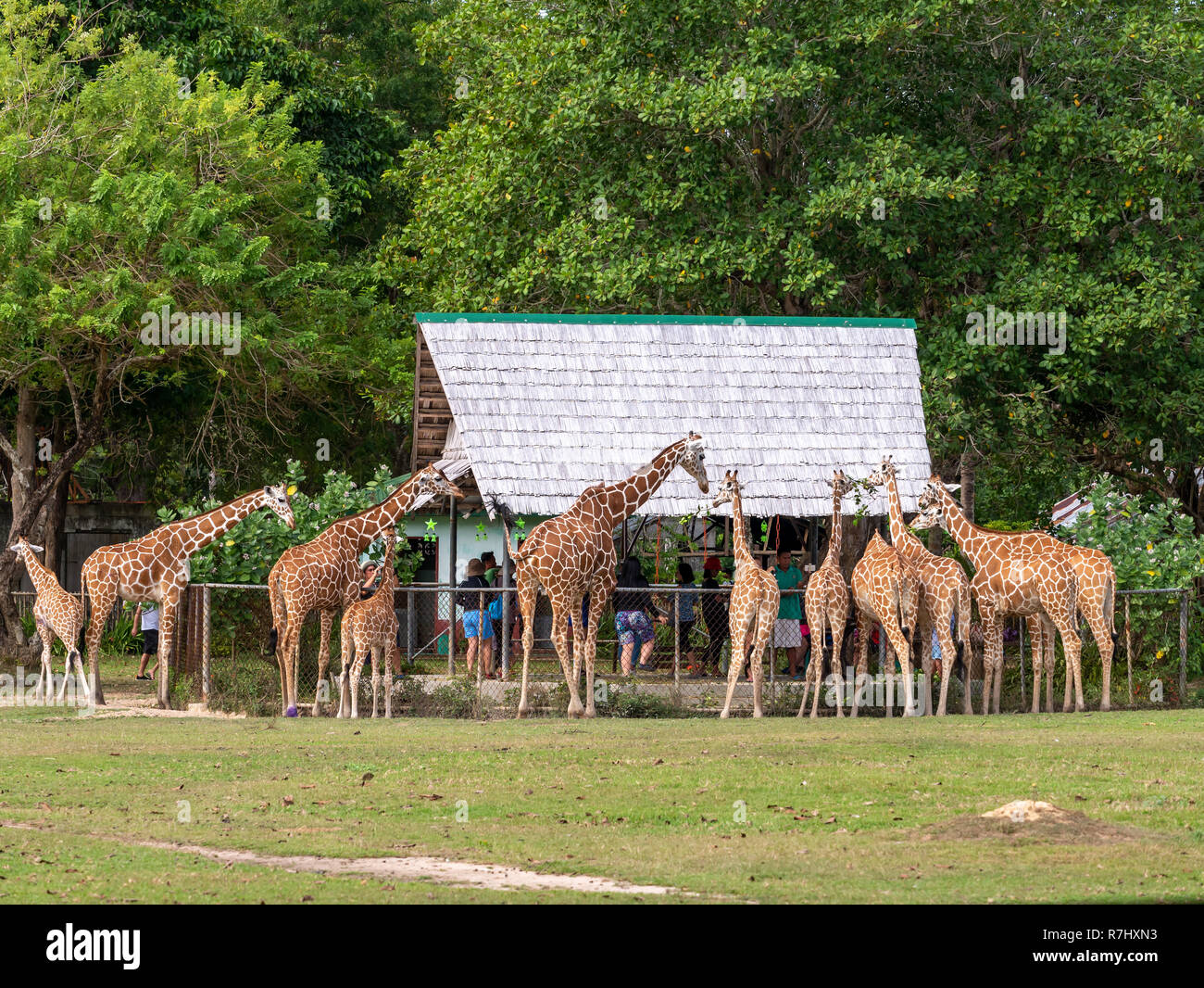 Nov 15,2018 Tourists feeding the giraffe at Calauit Safari, Palawan ...
