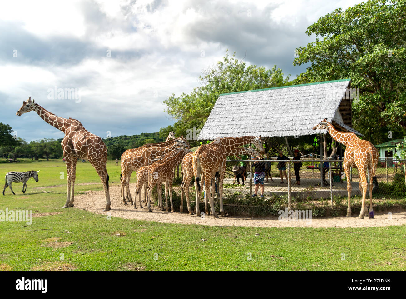 Nov 15,2018 Tourists feeding the giraffe at Calauit Safari, Palawan ...