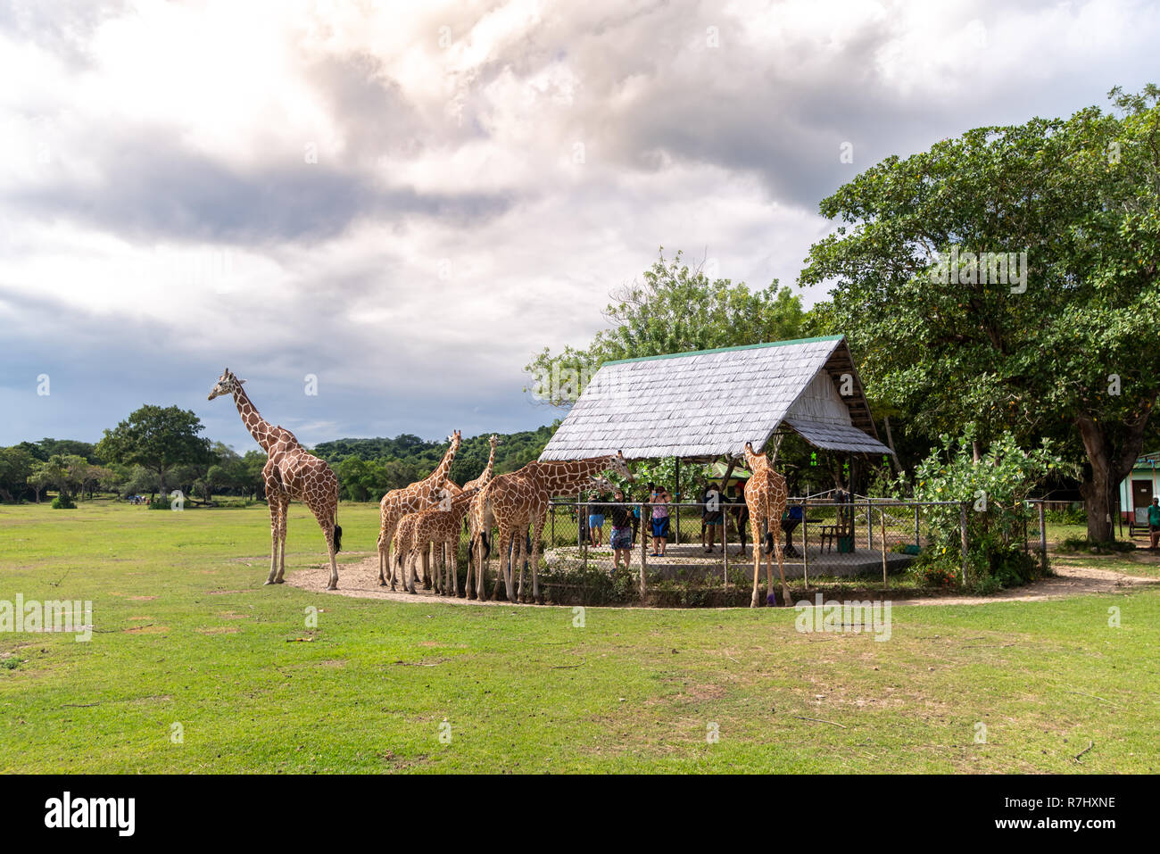 Nov 15,2018 Tourists feeding the giraffe at Calauit Safari, Palawan ...