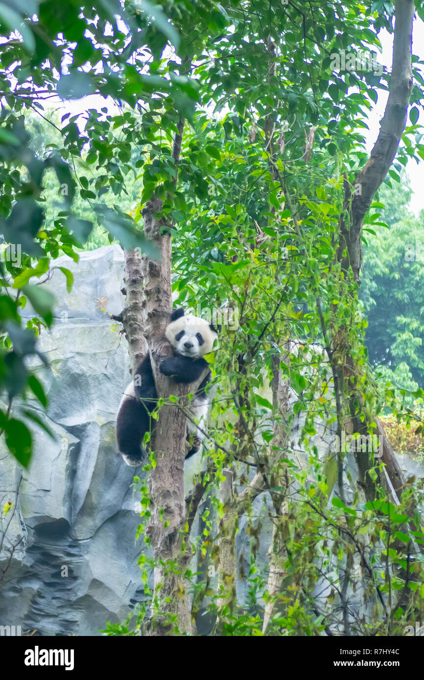 Panda bear in tree - Panda research centre, Chengdu, Sichuan, China ...
