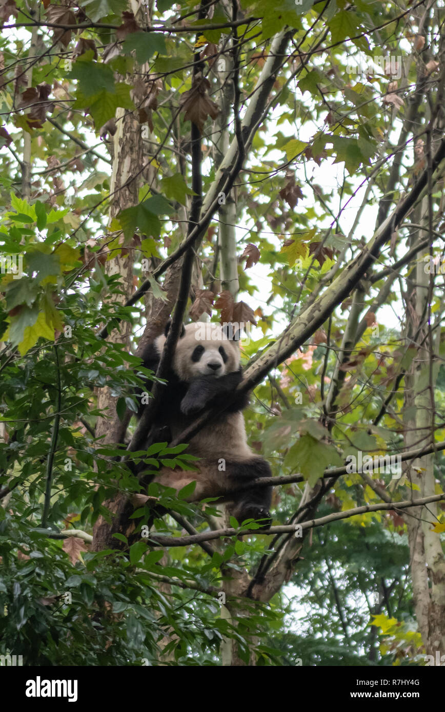 Panda bear in tree - Panda research institute- Chengdu China Stock ...