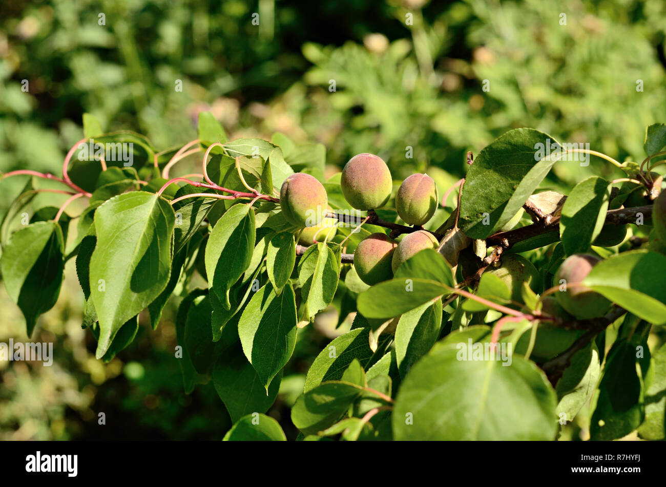 Apricots ripening on tree hi-res stock photography and images - Alamy