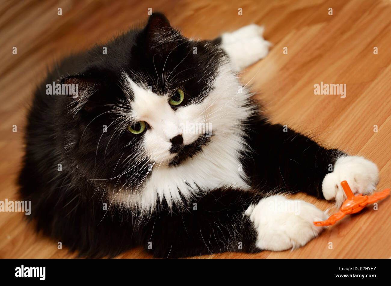Adult cat playing hi-res stock photography and images - Alamy