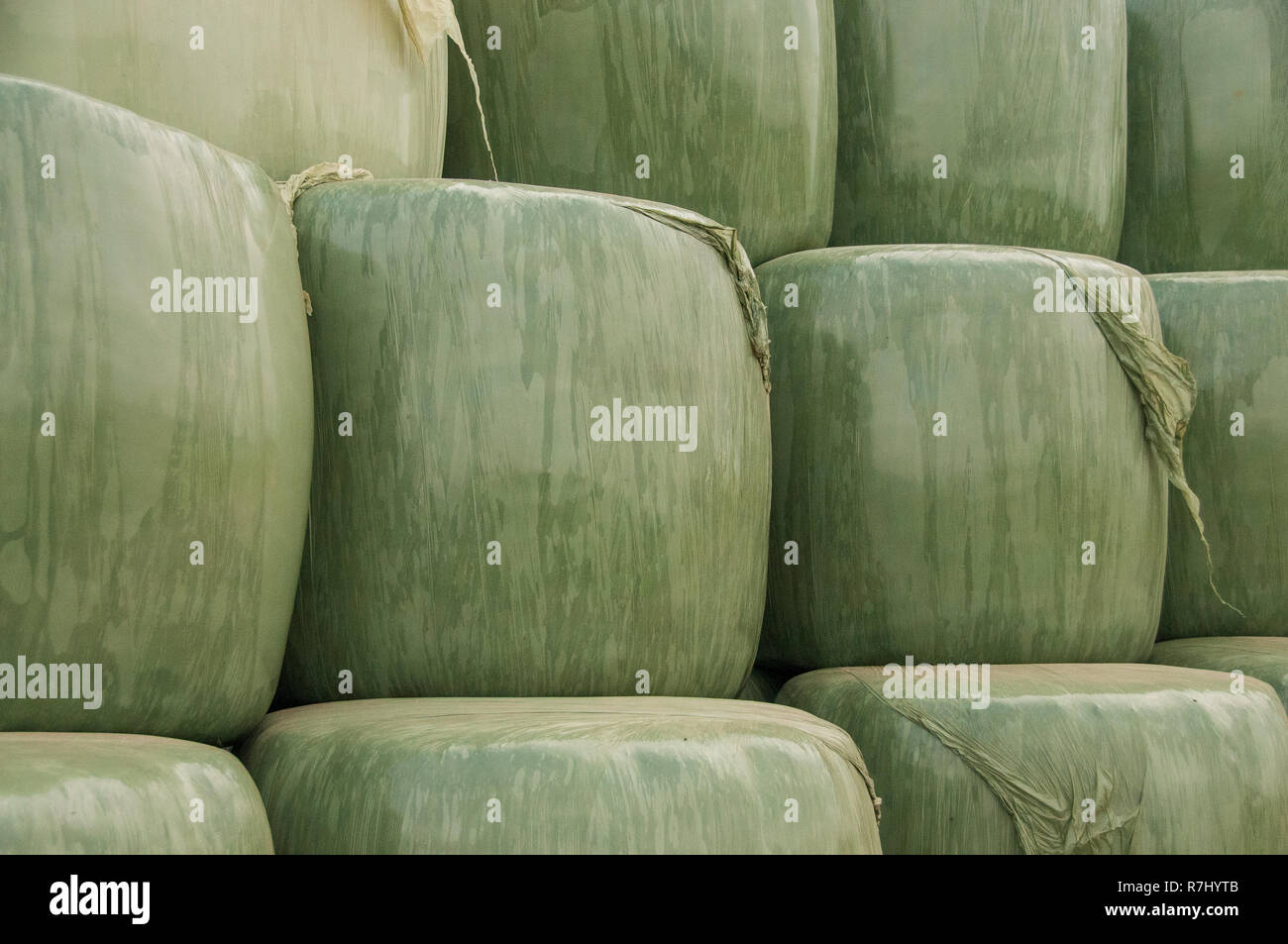 Hay bales in plastic Stock Photo - Alamy