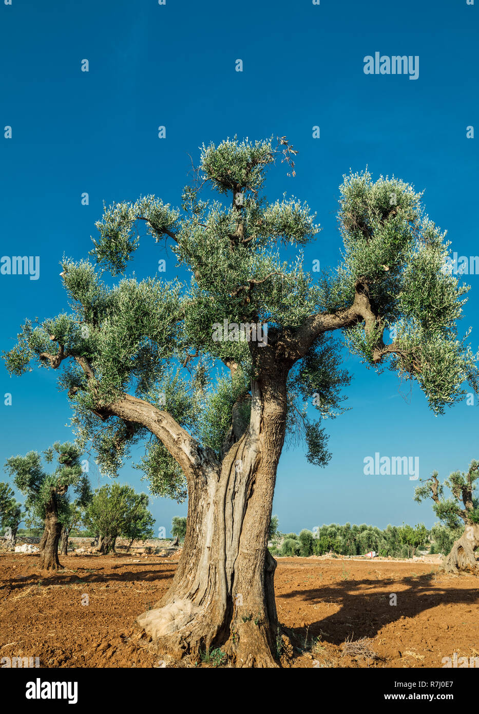 Mediterranean olive plantation with an old olive tree in the foreground ...