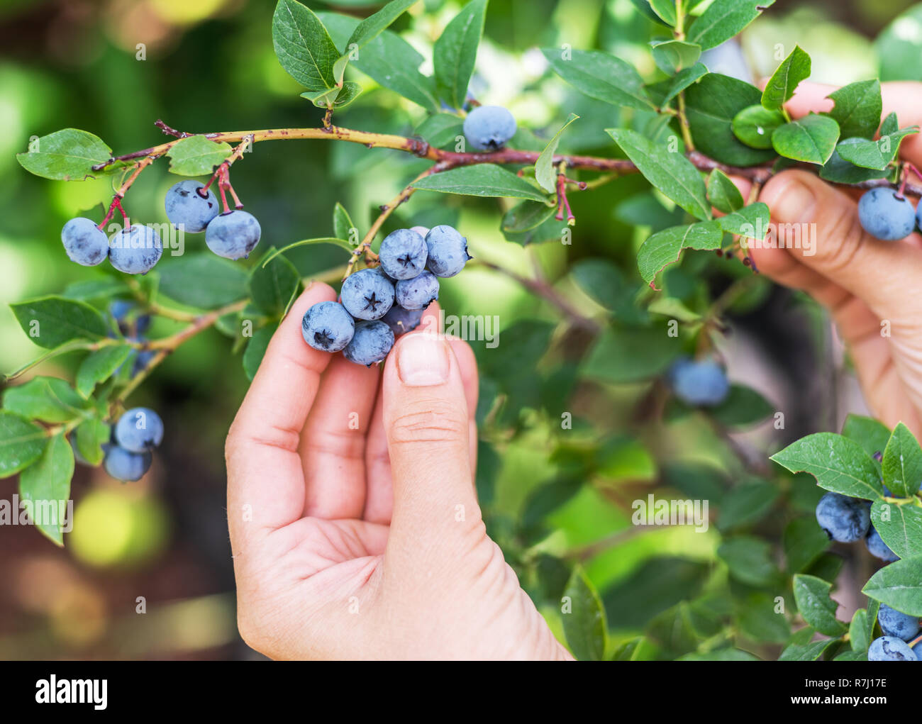 Blueberries picking. Female hand gathering blueberries Stock Photo - Alamy