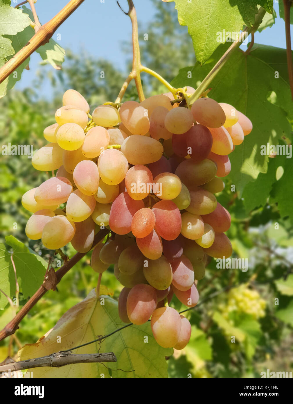 Pink grape cluster hi-res stock photography and images - Alamy