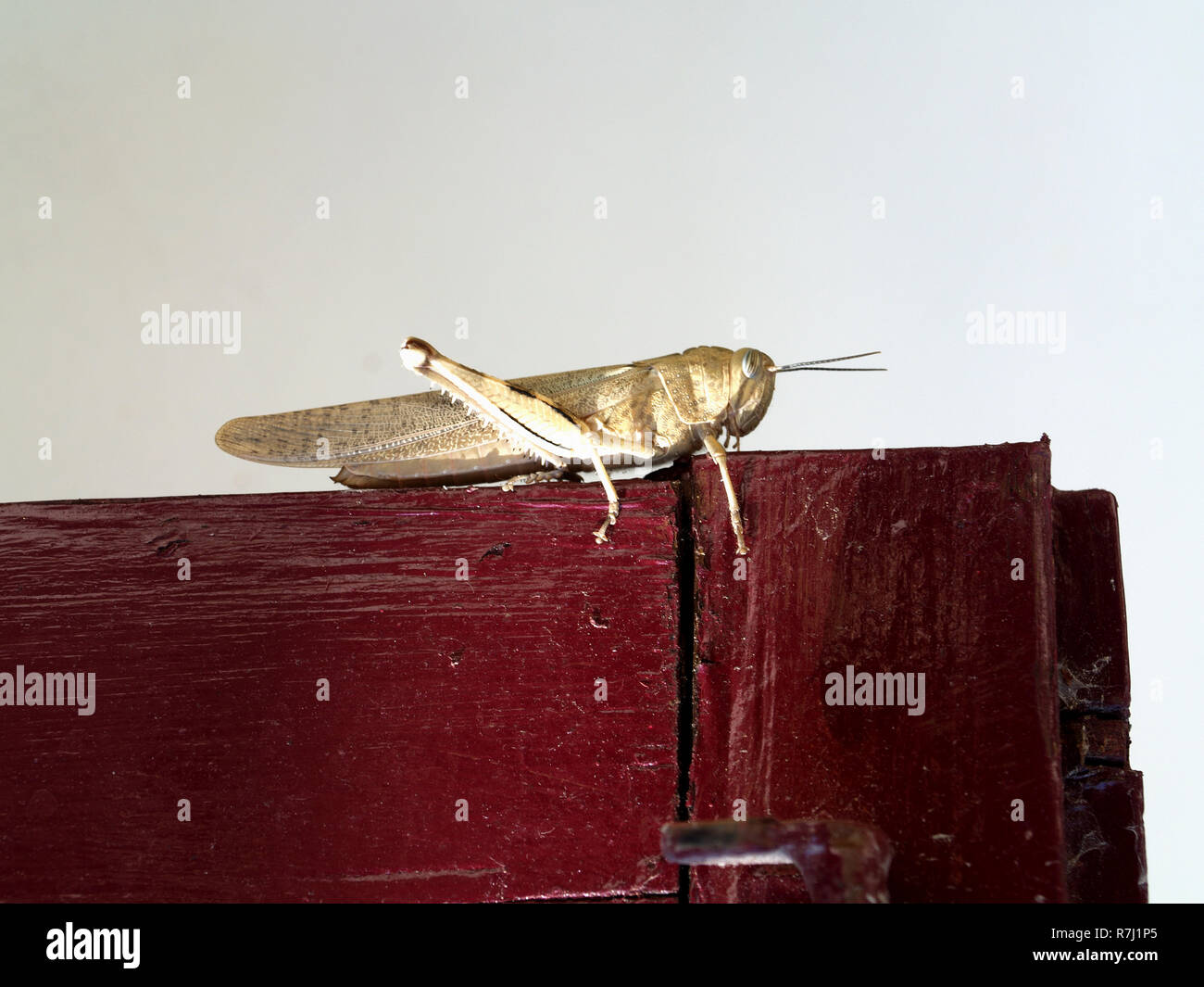 African cicada hi-res stock photography and images - Alamy
