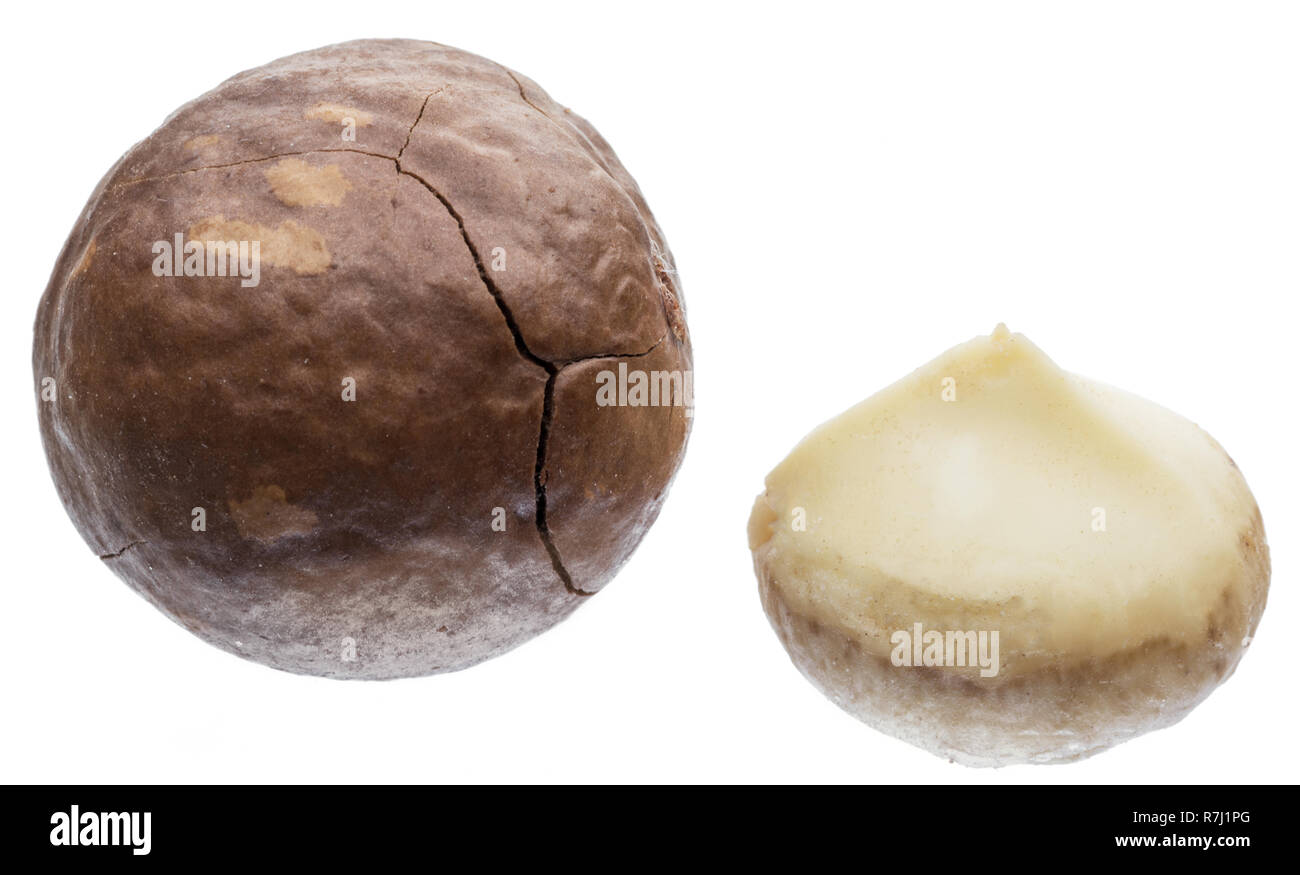 Whole macadamia nut and macadamia nut kernel isolated on white ...