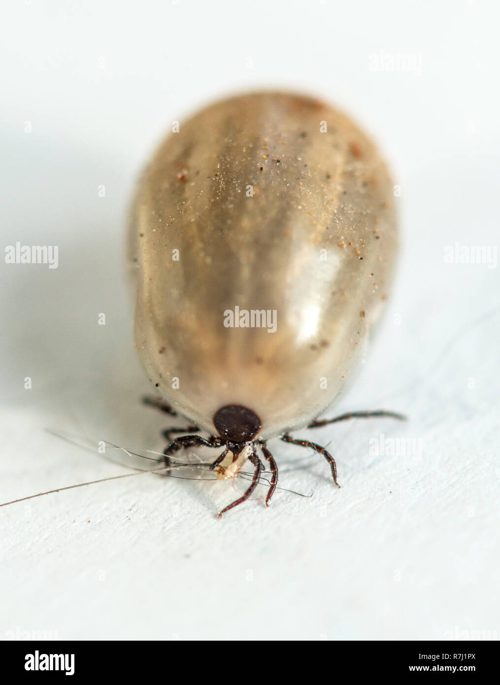 Big tick hi-res stock photography and images - Alamy