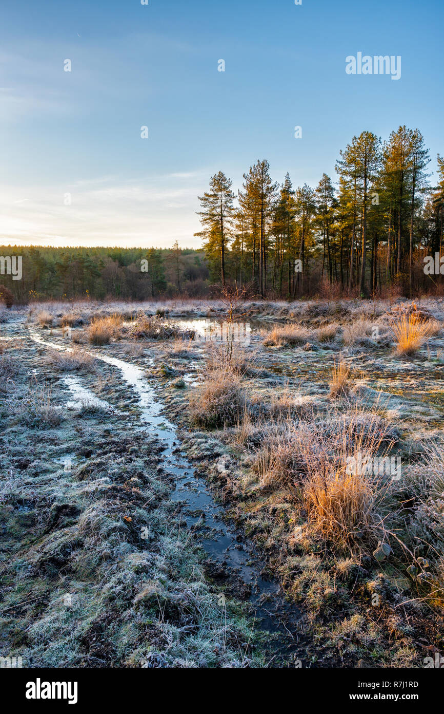 Cleddon marsh hi-res stock photography and images - Alamy