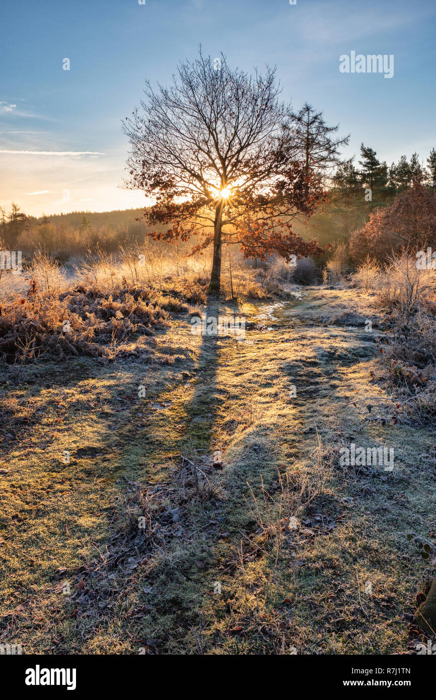 Heathland nature reserve hi-res stock photography and images - Alamy