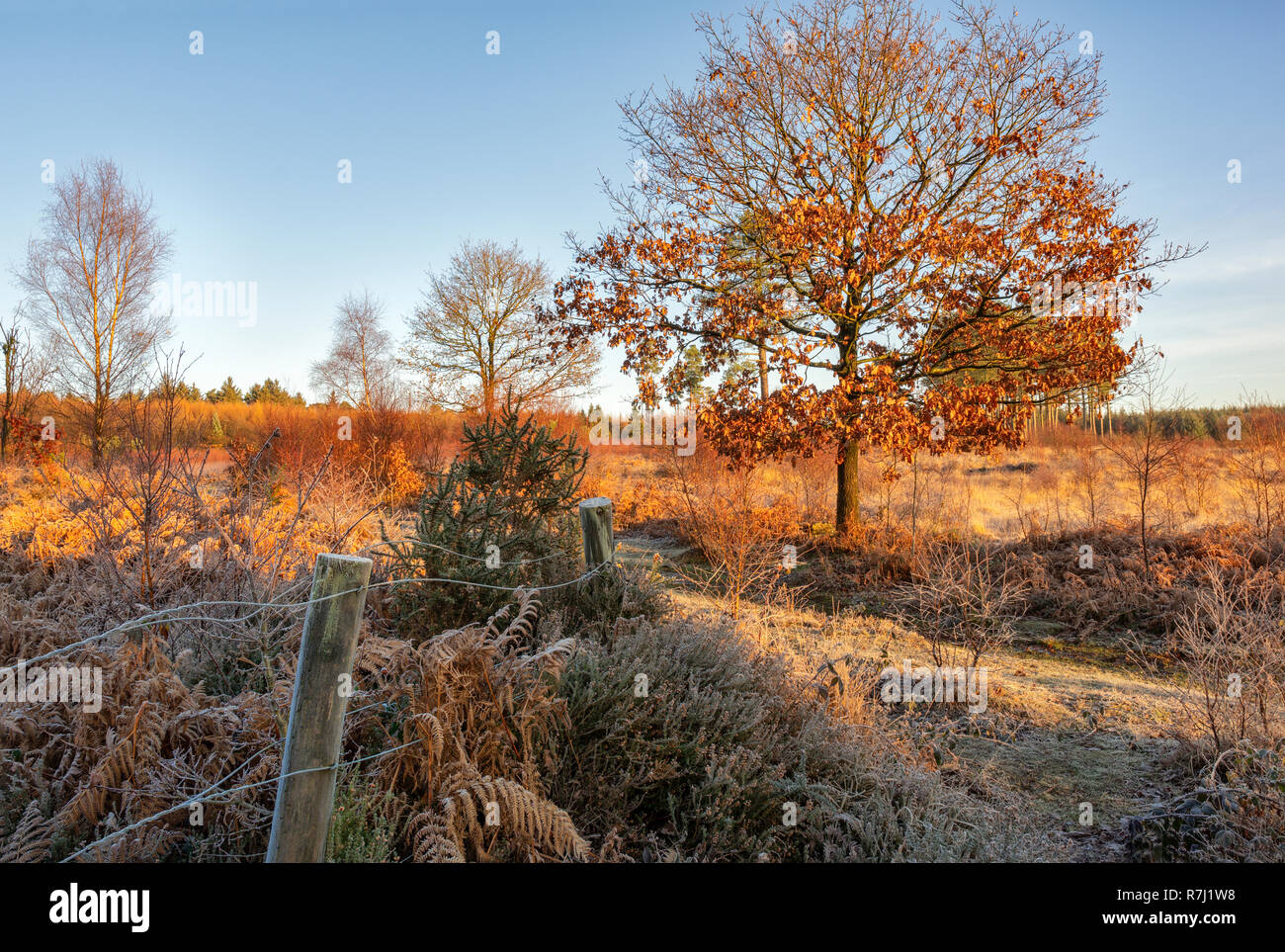 Cleddon nature reserve hi-res stock photography and images - Alamy