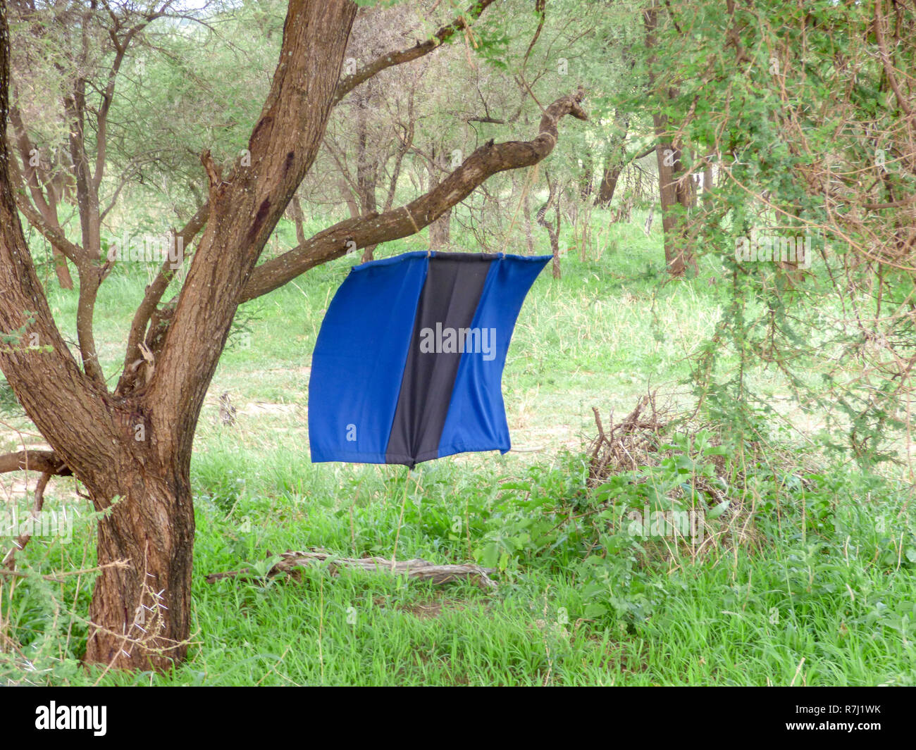 Tsetse fly (Glossina sp.) trap. The poison coated blue colour attracts ...