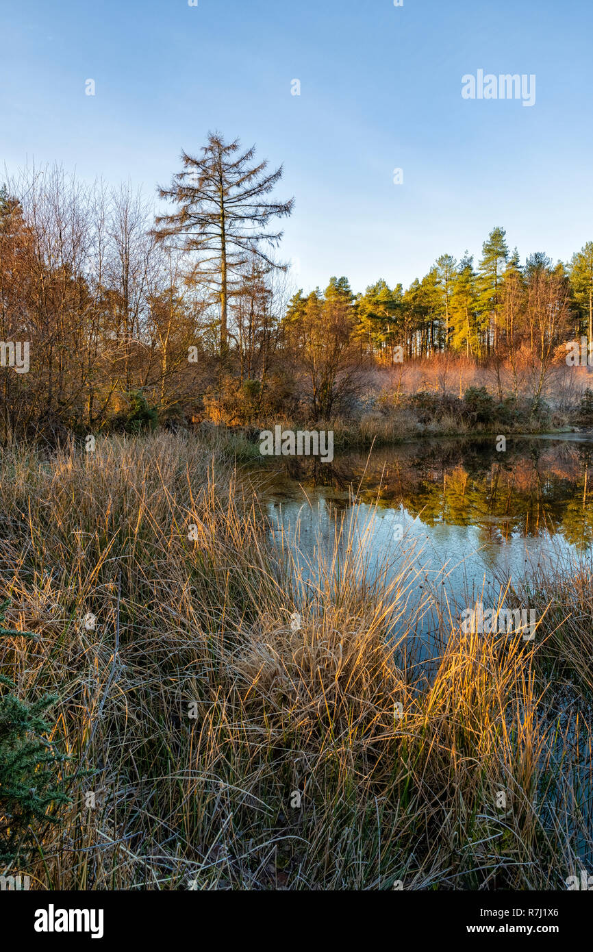Cleddon bog nature reserve near Trellech Stock Photo - Alamy