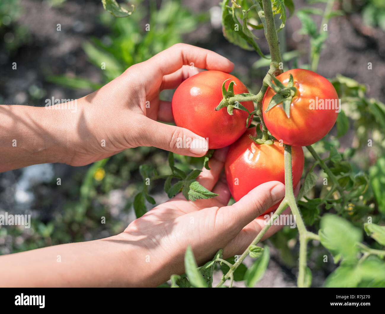Tomato harvesting. Female hands picking tomatoes from plant Stock Photo ...