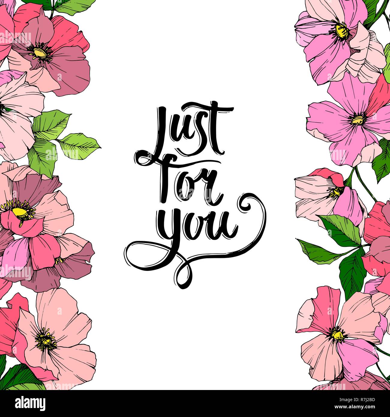 Vector Pink rosa canina flower.Engraved ink art. Frame border ornament ...