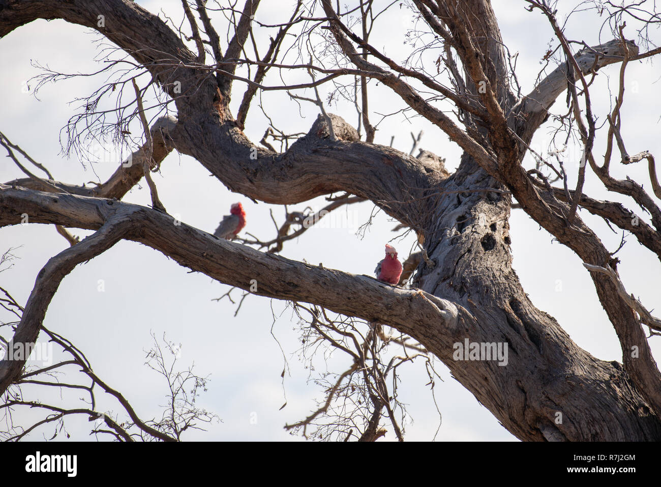Dead galah hi-res stock photography and images - Alamy