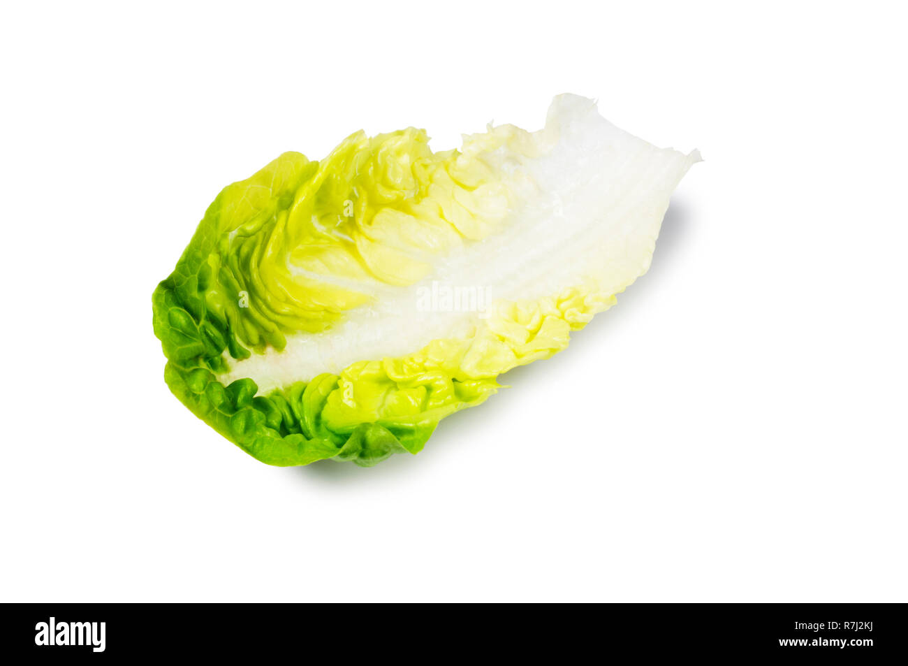 Studio shot of a single lettuce leaf isolated on a white background ...