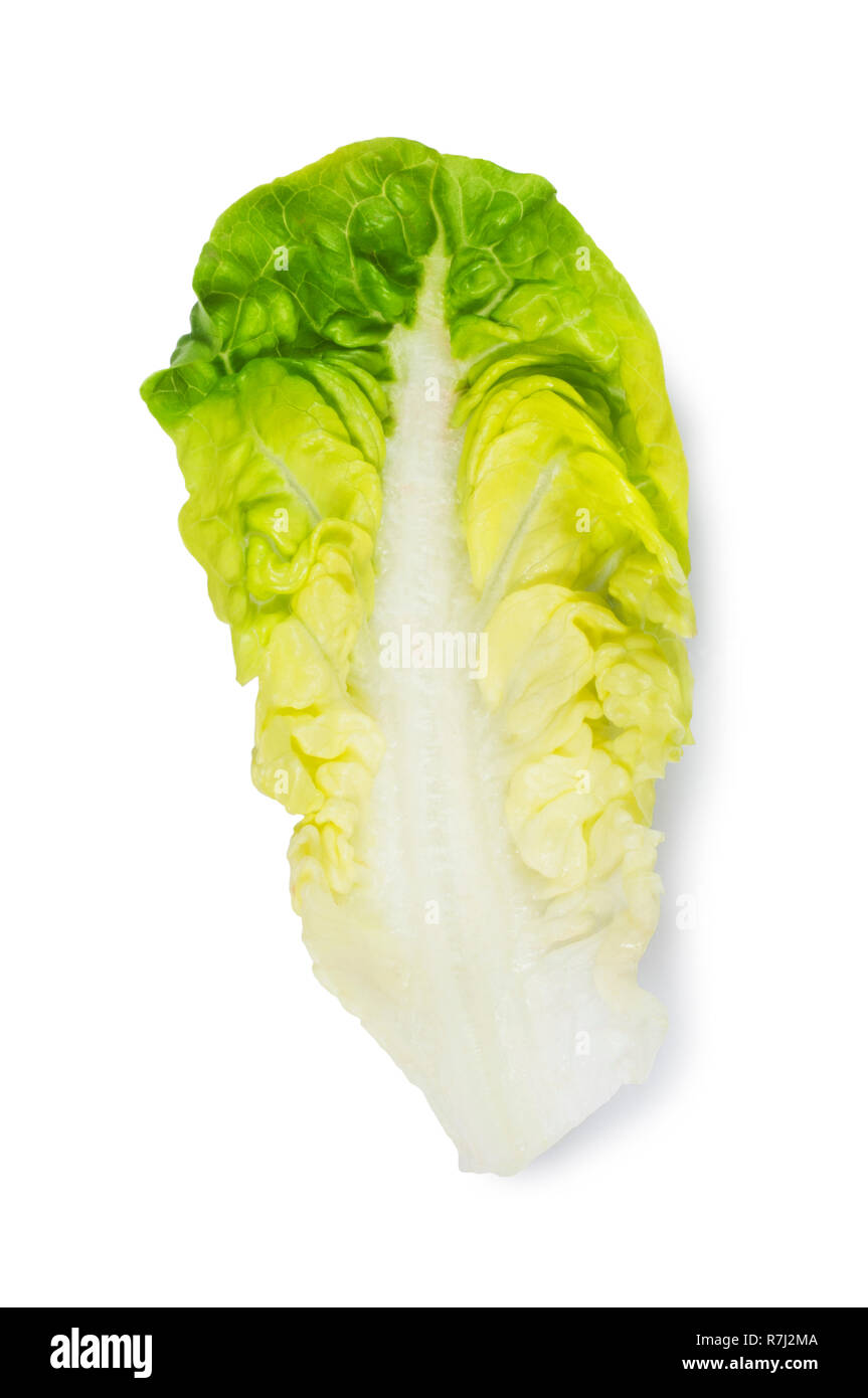 Studio shot of a single lettuce leaf isolated on a white background ...