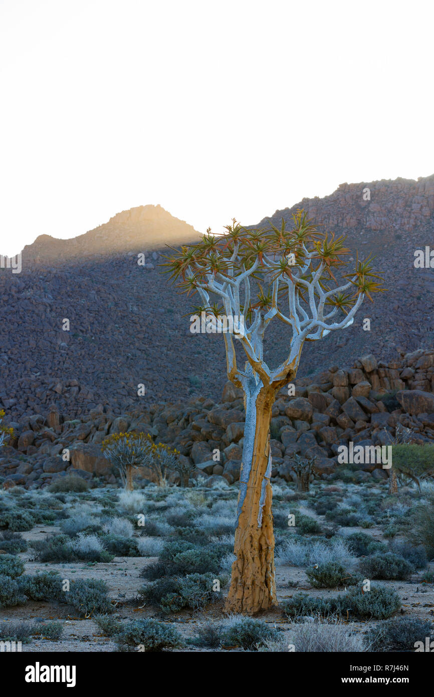 Quiver Tree in Richtersveld Stock Photo - Alamy