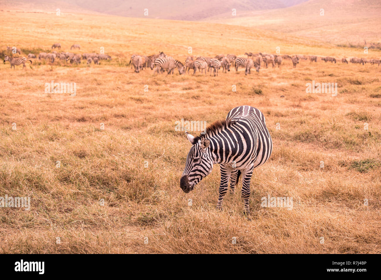 Herd of zebras in african savannah. Zebra with pattern of black and ...