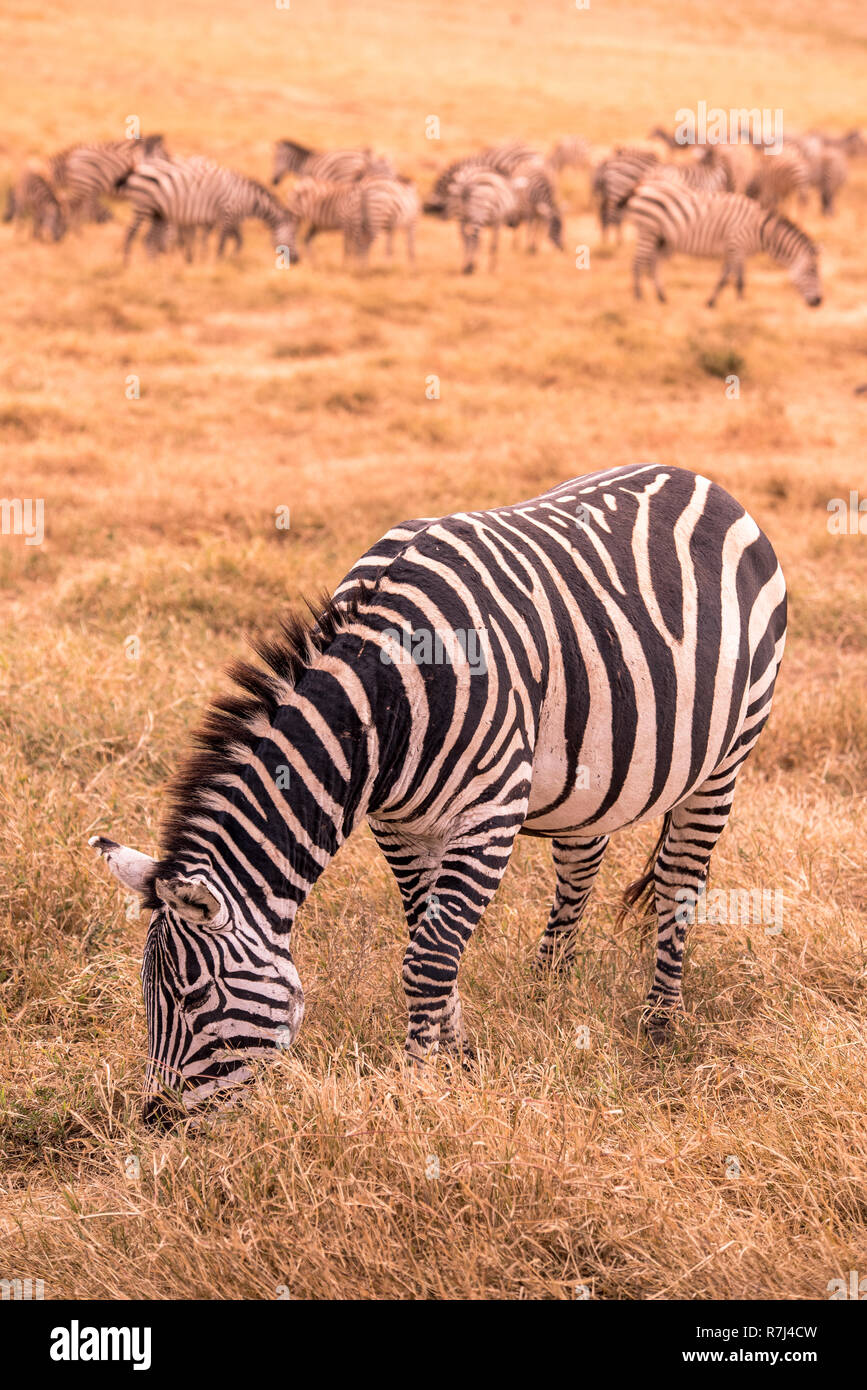 Herd of zebras in african savannah. Zebra with pattern of black and ...