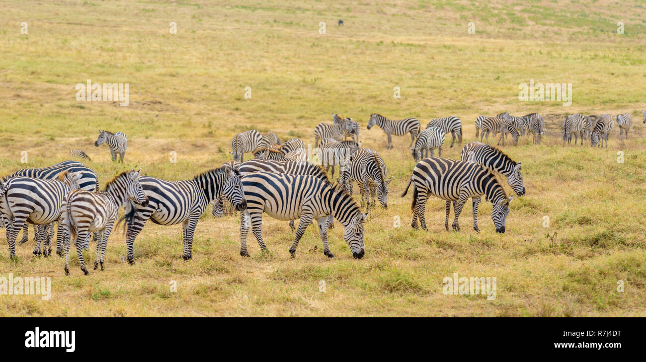 Herd of zebras in african savannah. Zebra with pattern of black and ...