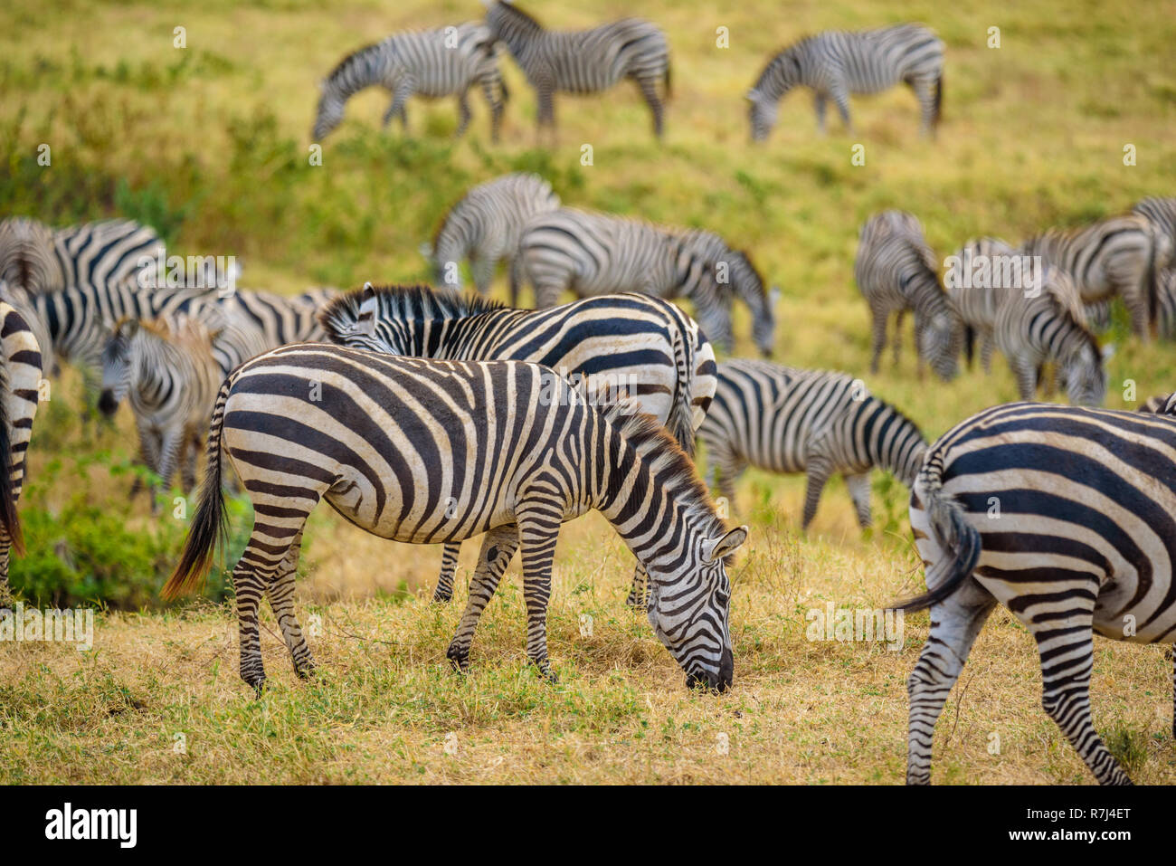 Herd of zebras in african savannah. Zebra with pattern of black and ...