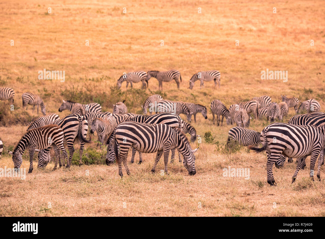 Herd of zebras in african savannah. Zebra with pattern of black and ...