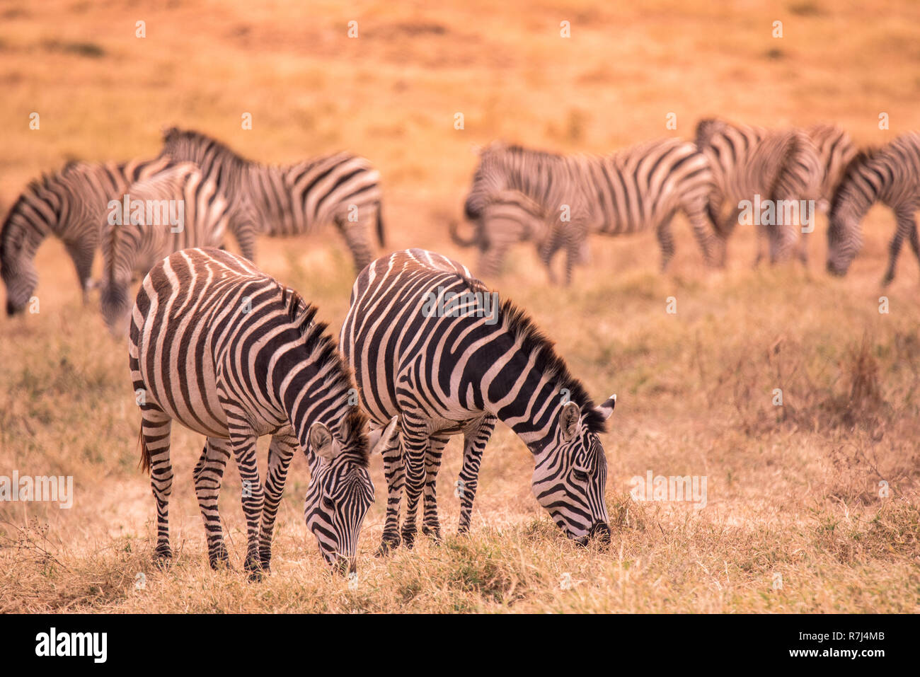 Herd of zebras in african savannah. Zebra with pattern of black and ...
